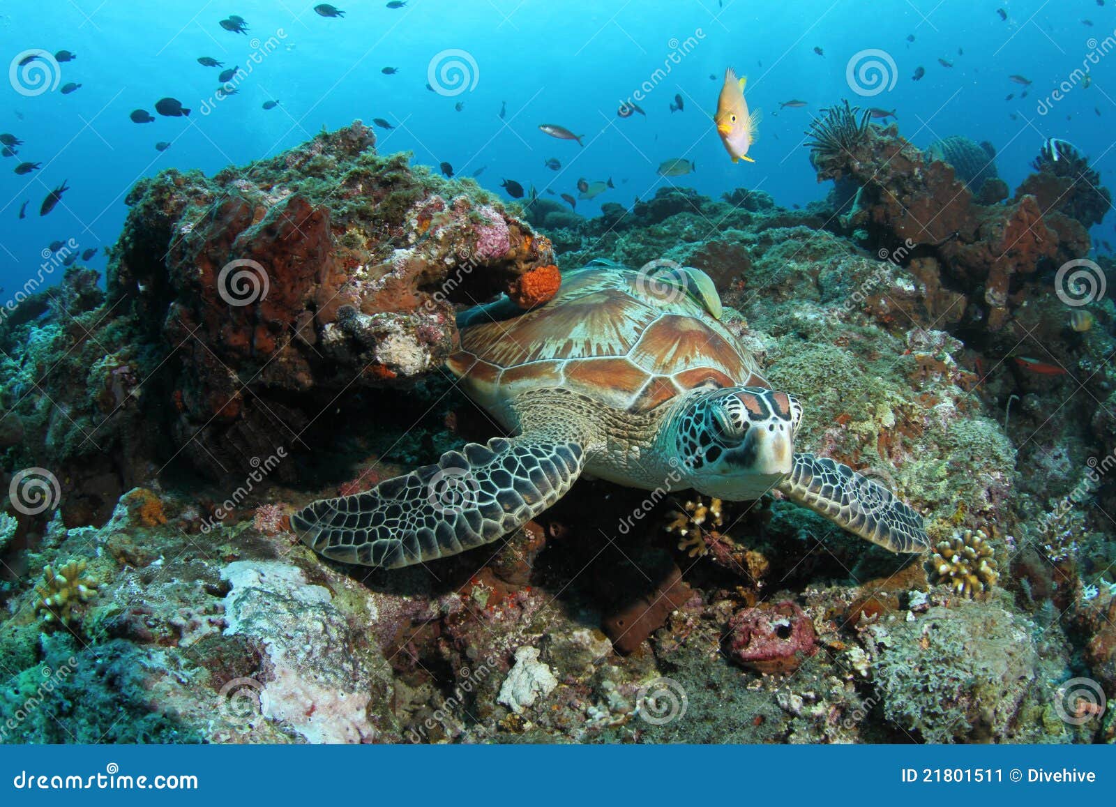 Green Turtle Sitting in Tropical Coral Reef Stock Image - Image of ...