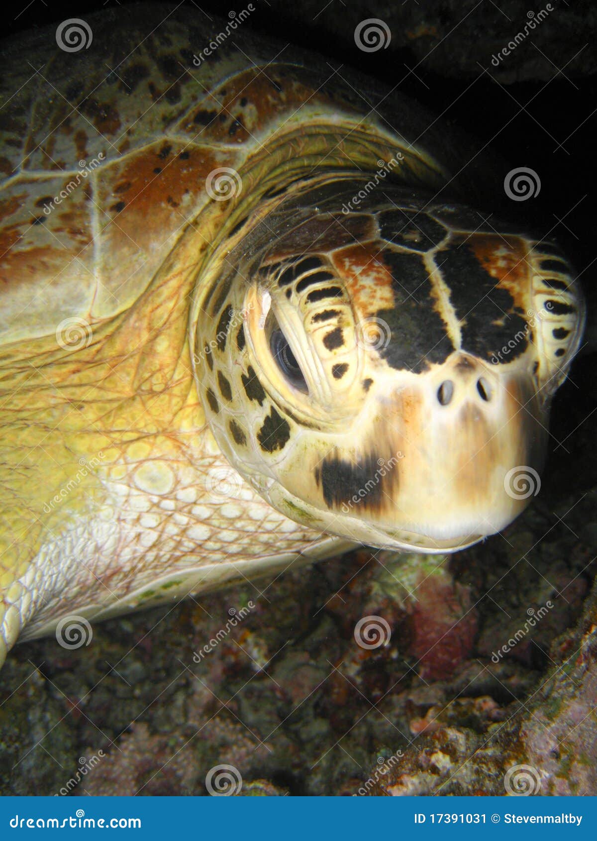 Green turtle sleeping stock image. Image of sleeping - 17391031