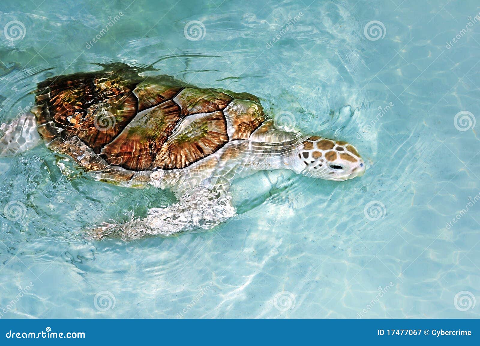 Green turtle swimming stock image. Image of ocean, background - 17477067