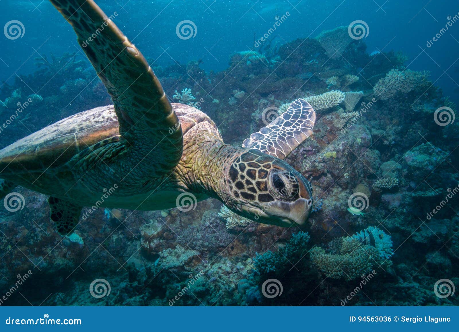Green Turtle stock photo. Image of reef, green, swimming - 94563036