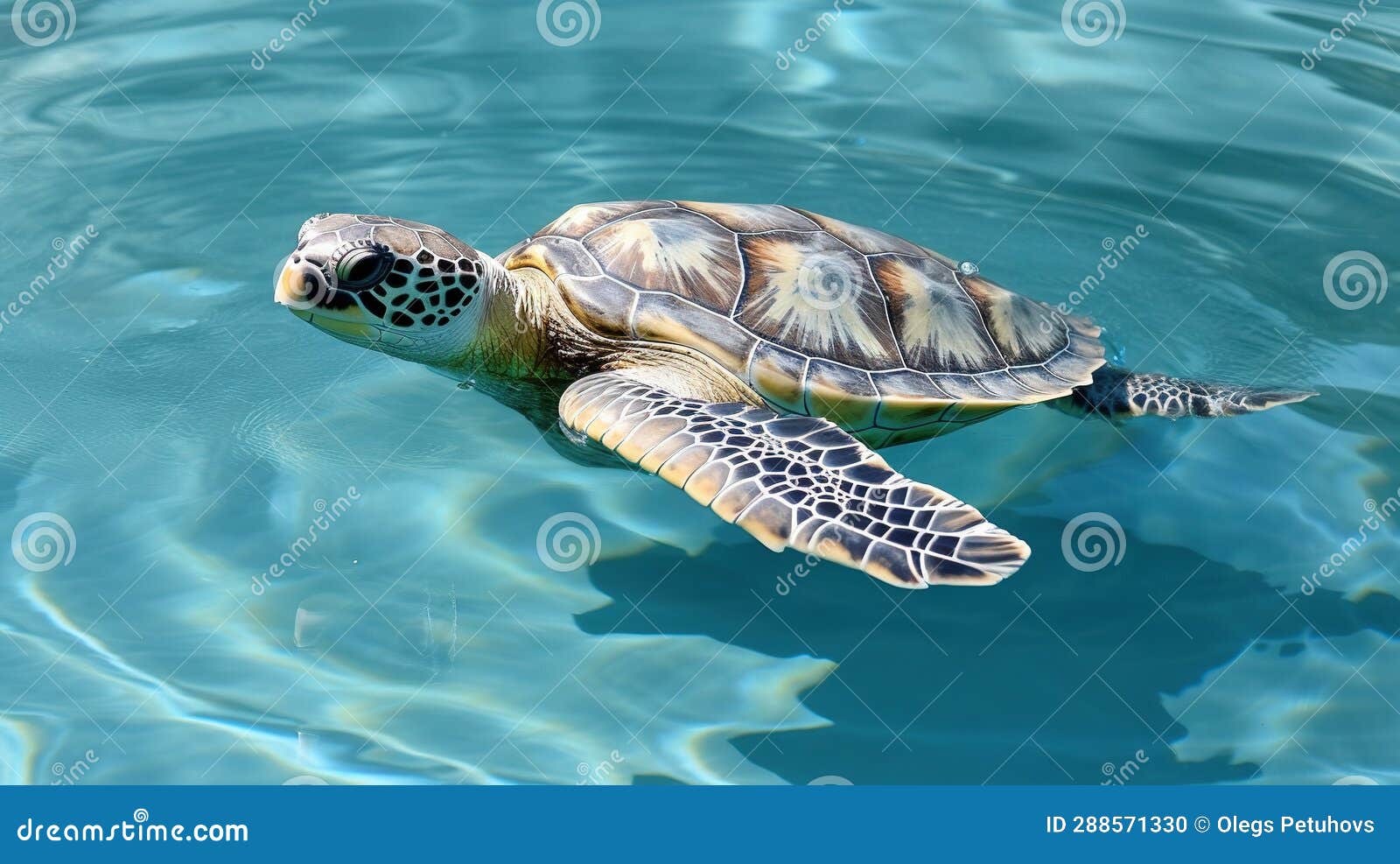 A Green Turtle Swimming in a Pool of Water with Ripples Stock ...