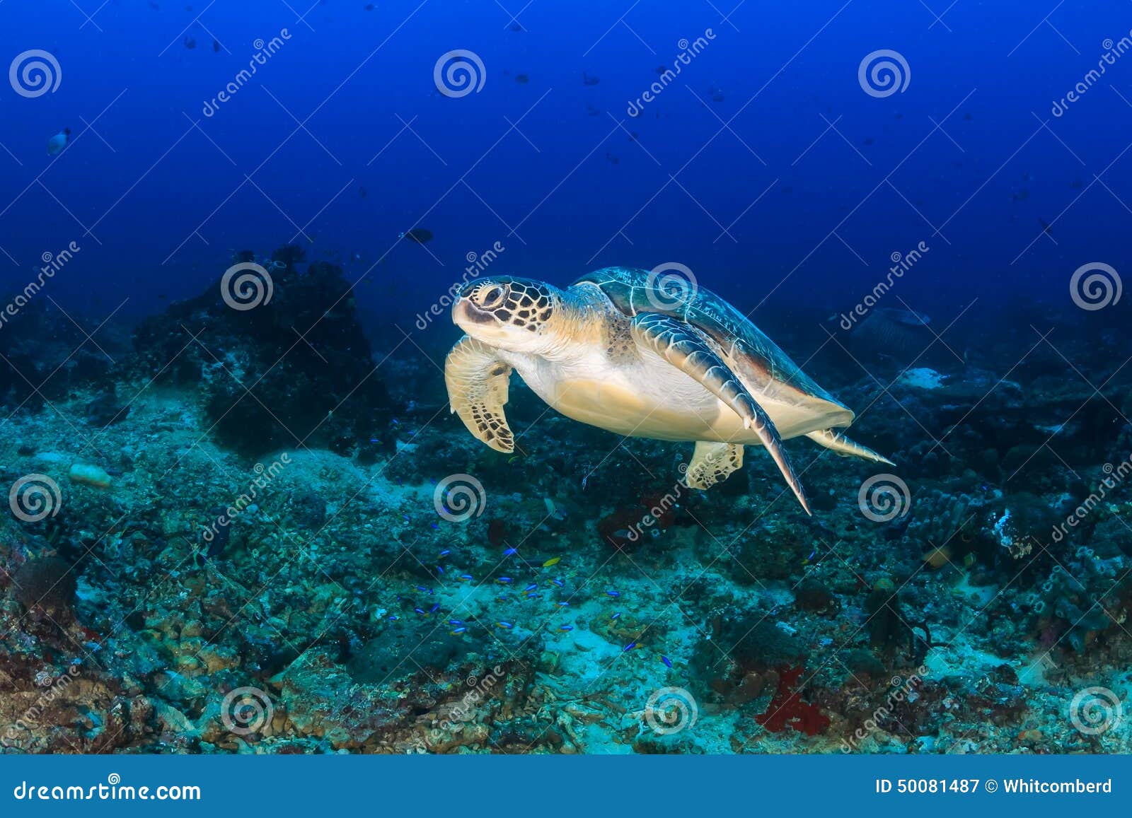 Green Turtle Swimming on a Reef Stock Image - Image of ecosystem ...