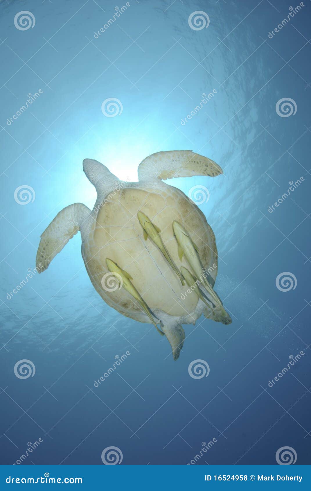 Green Turtle Swimming Towards the Ocean Surface. Stock Photo - Image of ...