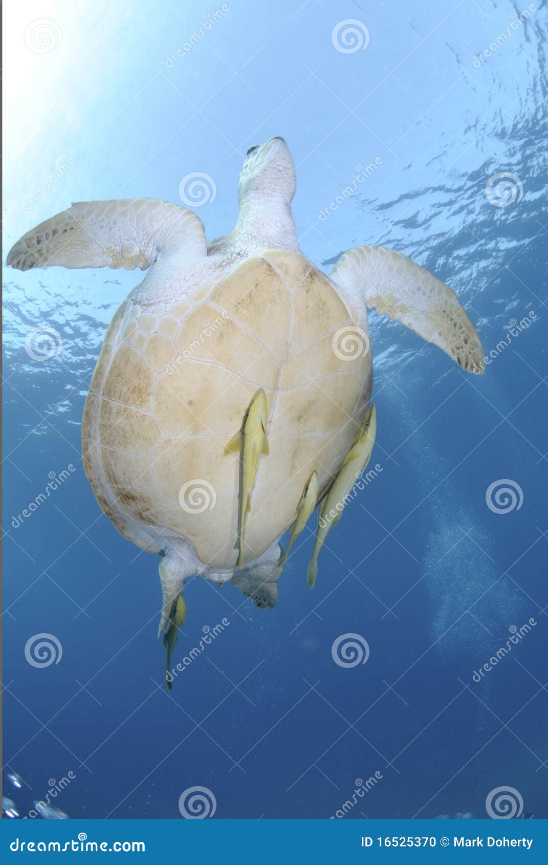 Green Turtle Swimming Towards the Ocean Surface. Stock Photo - Image of ...
