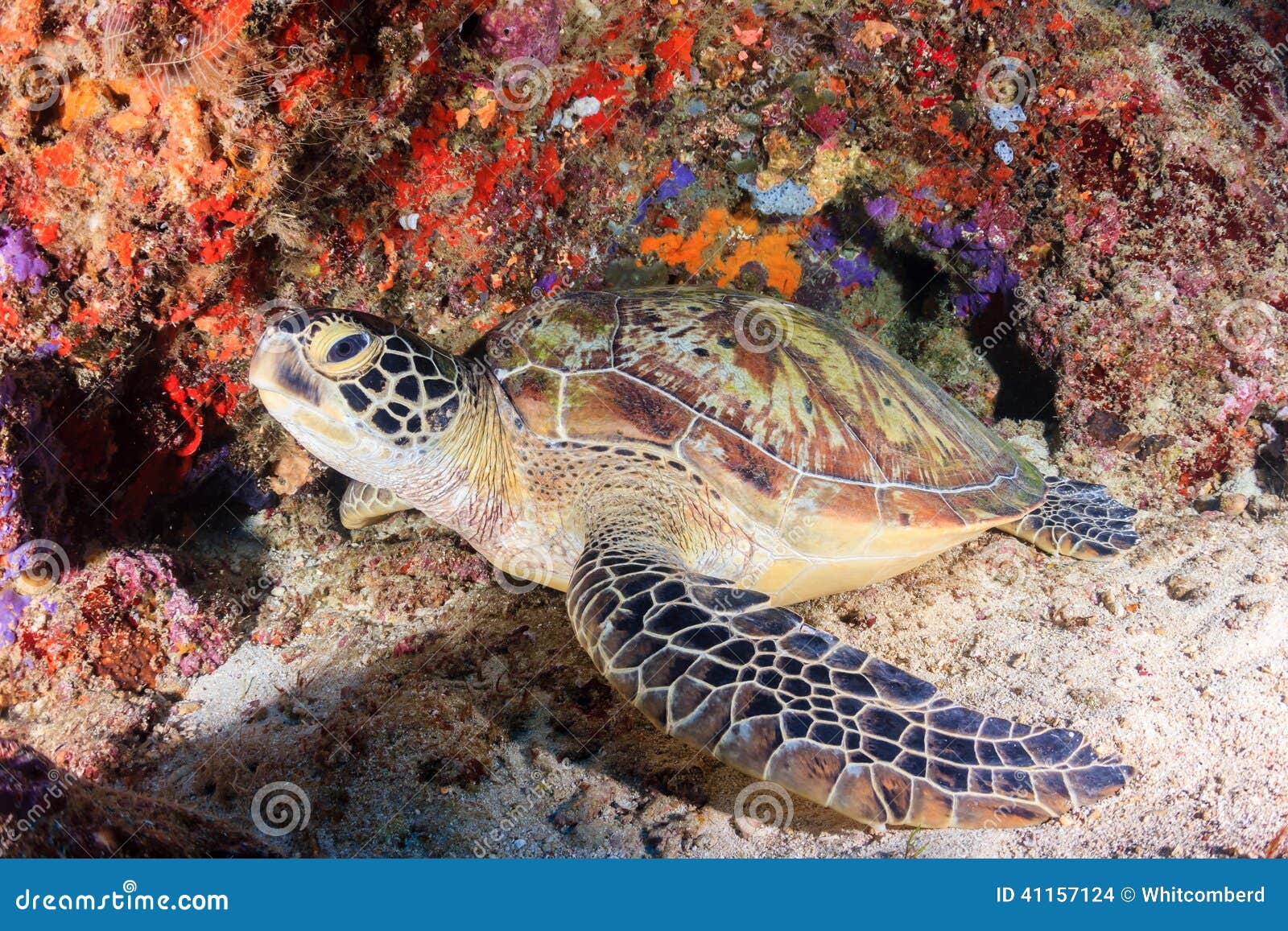 Green Turtle on a Tropical Reef Stock Photo - Image of ecosystem ...