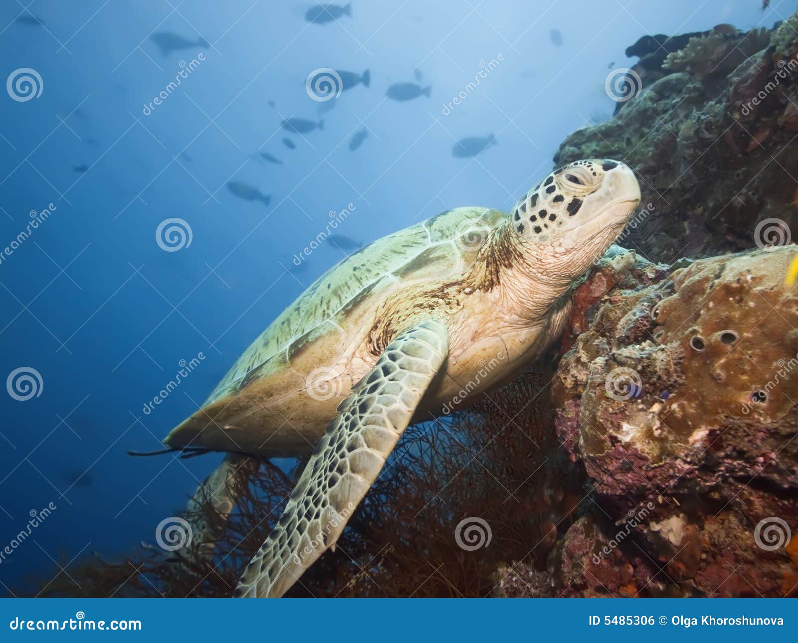 Sea Turtle Underwater On Blue Water Background Stock Photography ...