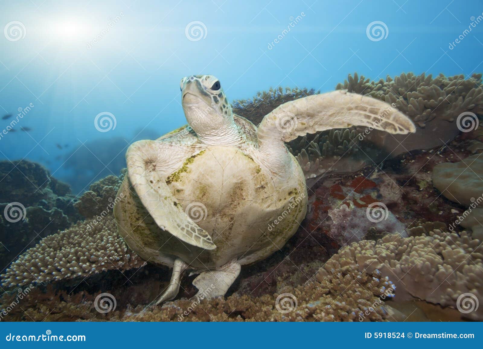 Green turtle underwater stock photo. Image of exotic, marine - 5918524