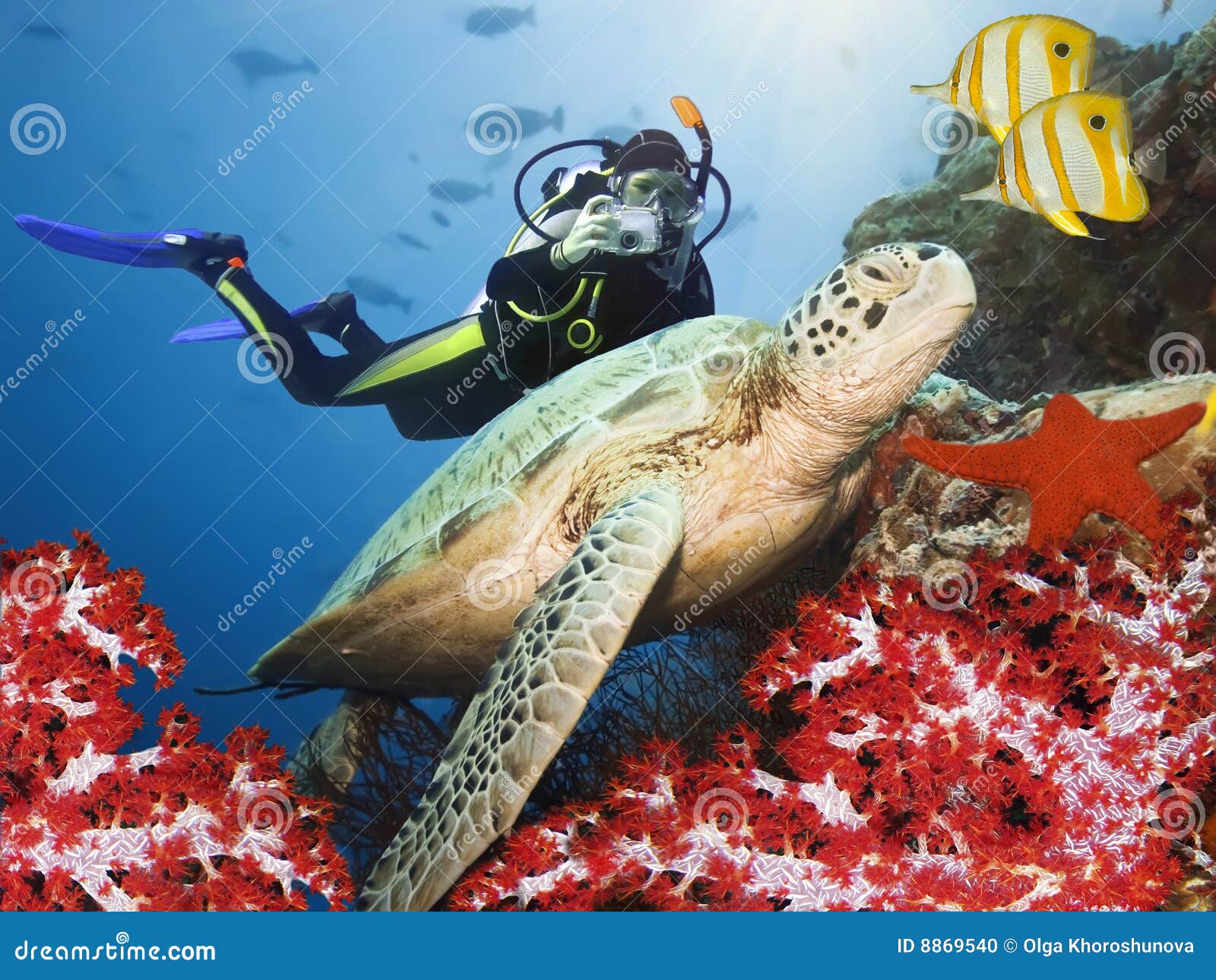 Green turtle underwater stock photo. Image of sunlight - 8869540