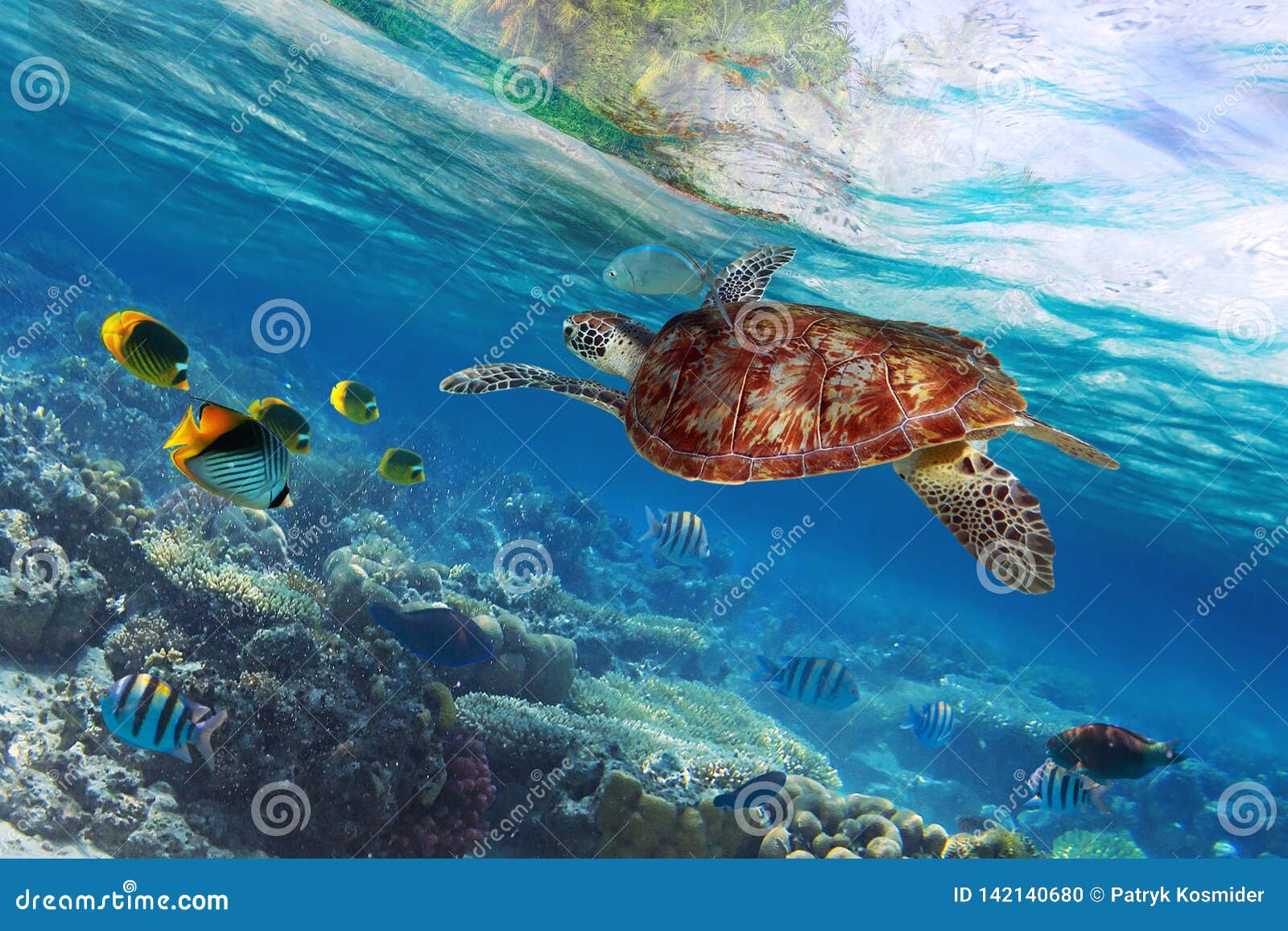 Green Turtle Underwater at the Tropical Island Stock Photo - Image of ...