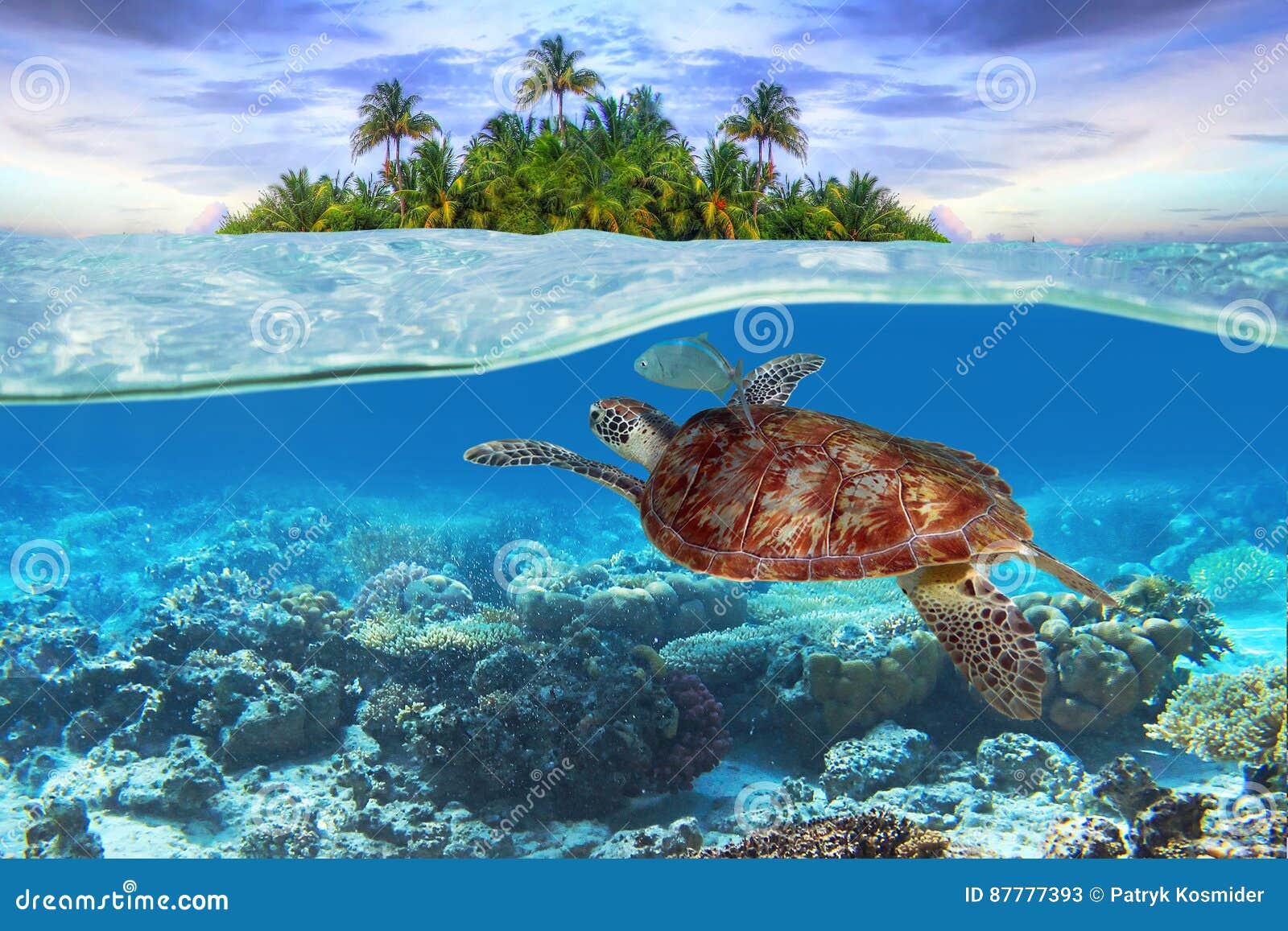 Sea Turtle Underwater Scene. Underwater Sea Turtle Stock Photo ...