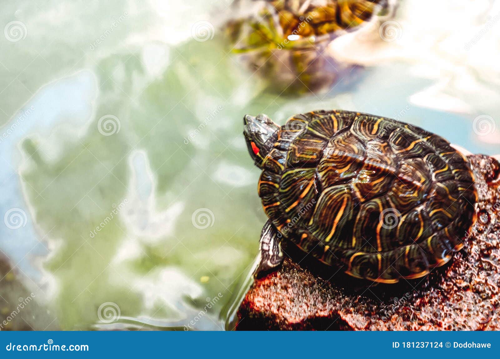 Green Turtles Walk on Bricks in a Pond Stock Photo - Image of protect ...