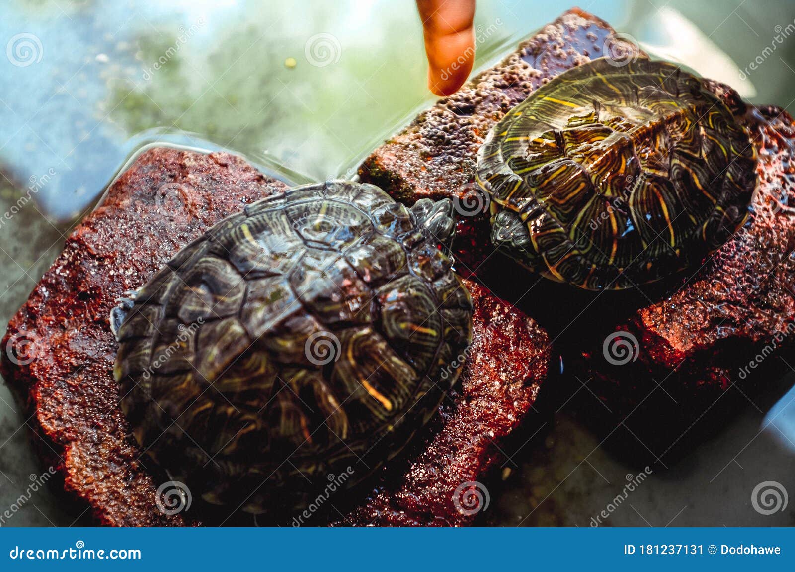 Green Turtles Walk on Bricks in a Pond Stock Image - Image of outdoor ...