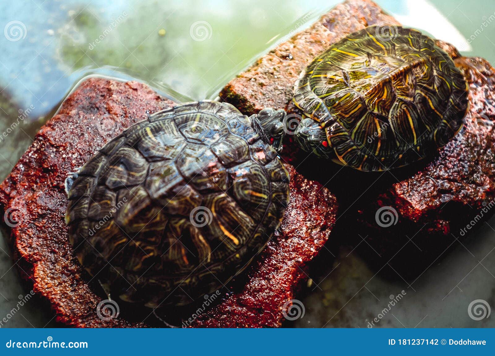 Green Turtles Walk on Bricks in a Pond Stock Photo - Image of closeup ...