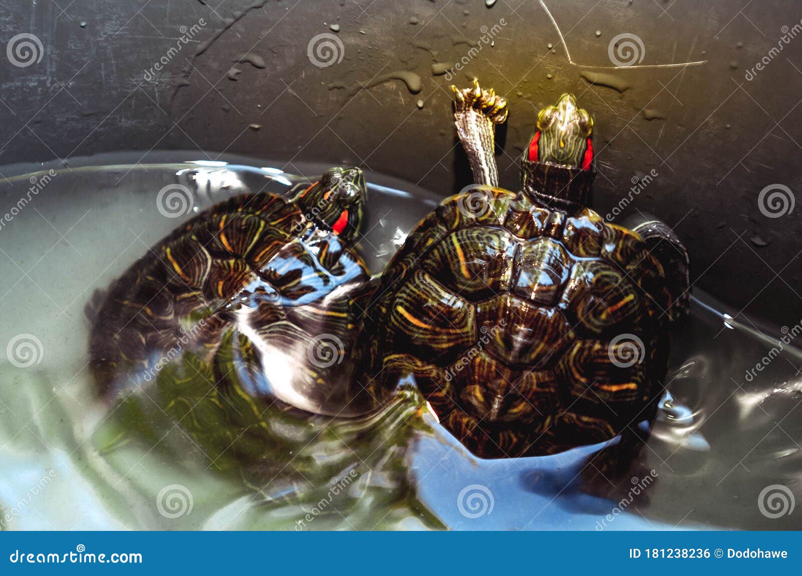 Green Turtles Walk on Bricks in a Pond Stock Photo - Image of profile ...