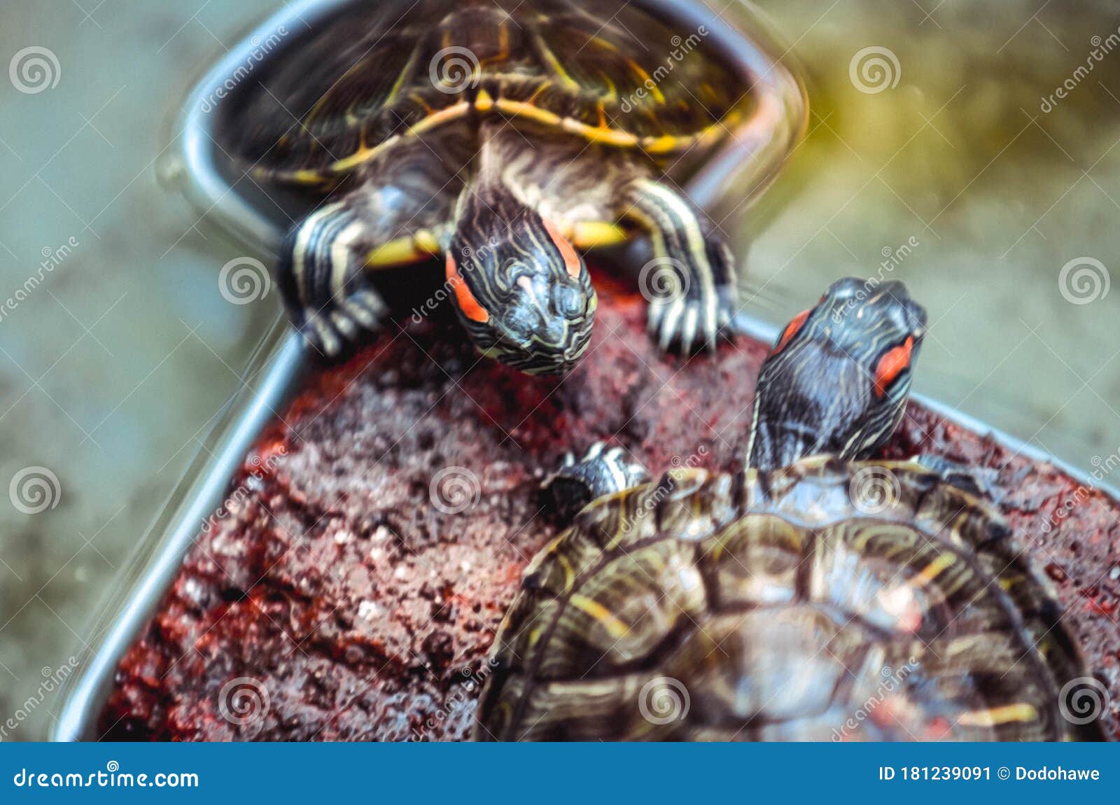 Green Turtles Walk on Bricks in a Pond Stock Image - Image of green ...