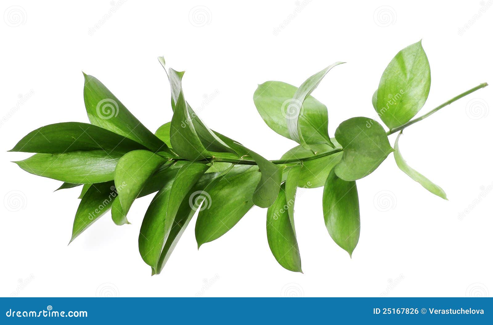 Green twig stock photo. Image of exotic, growth, healthy - 25167826