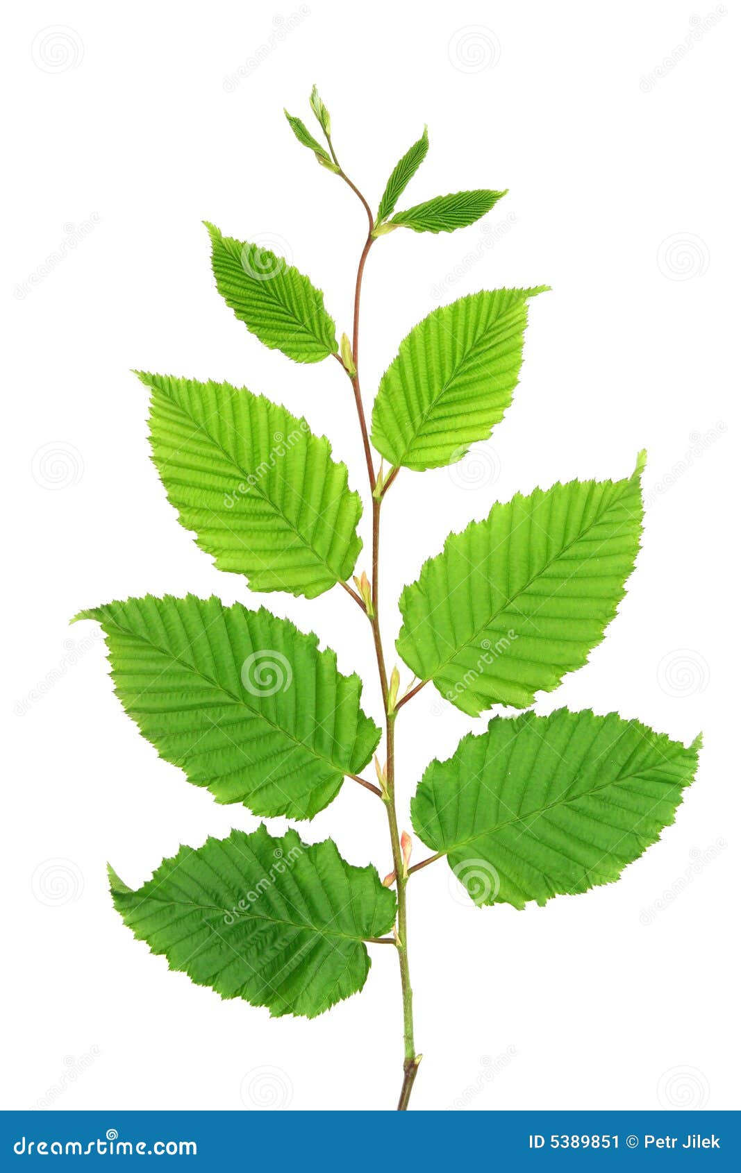 Green of twig - hornbeam stock image. Image of nature - 5389851