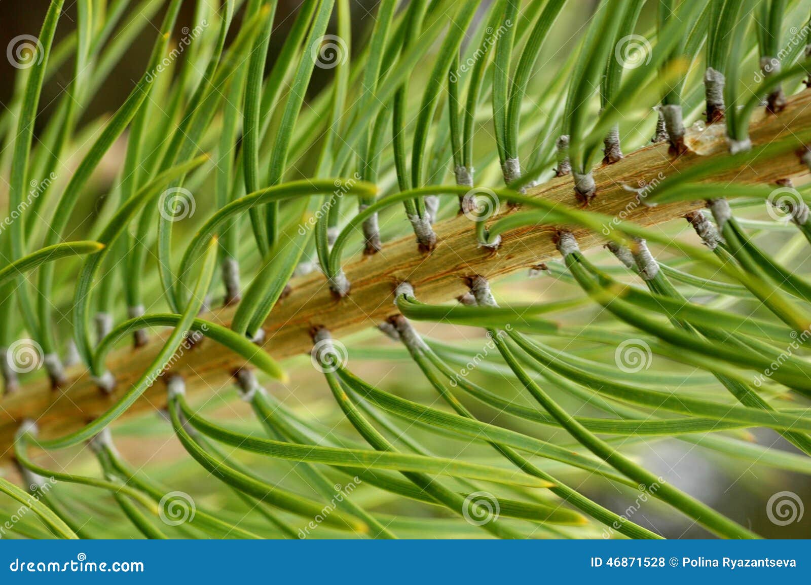 Green twig of pine tree stock photo. Image of celebration - 46871528