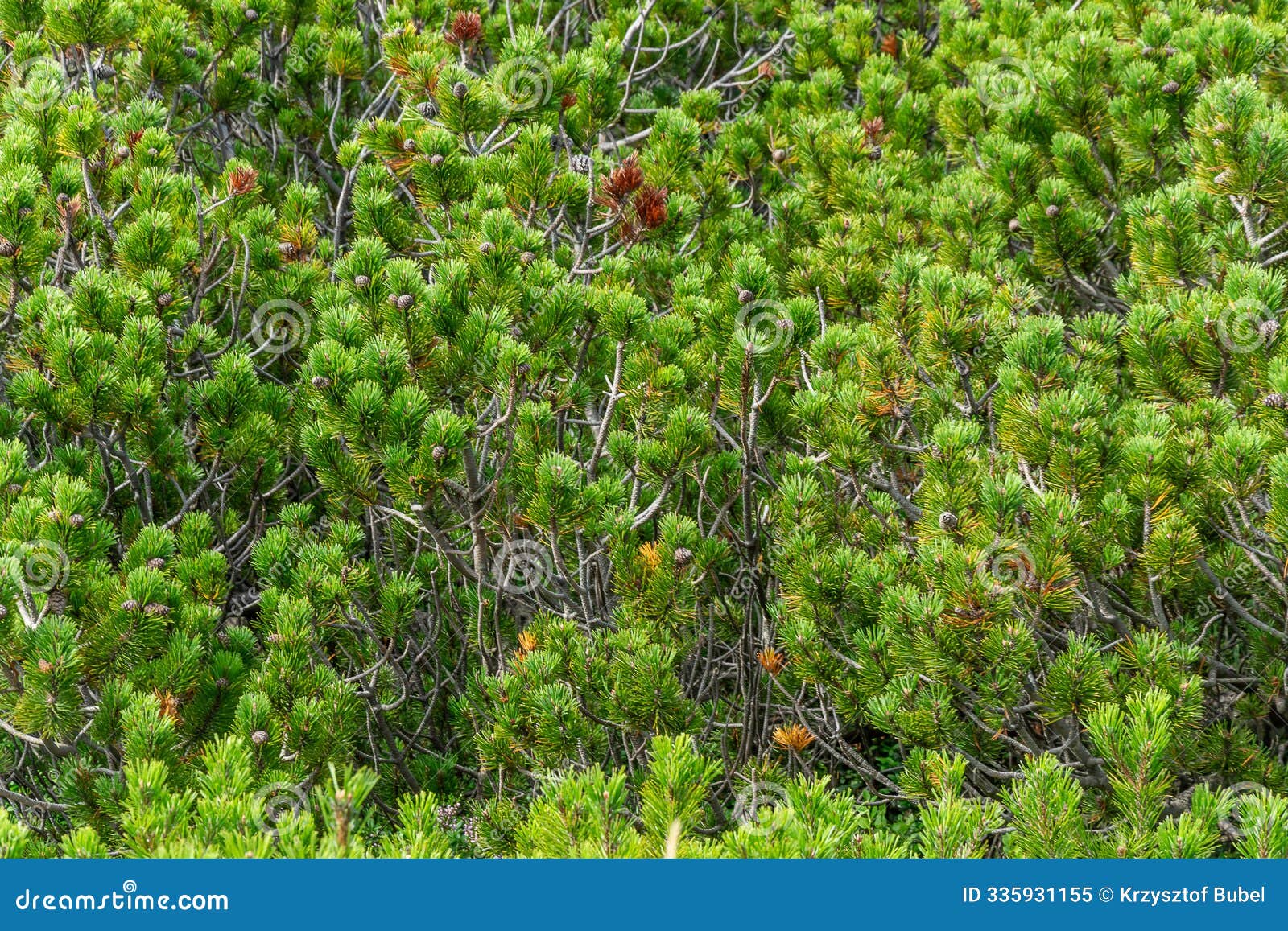 Green twigs of dwarf pine stock image. Image of nature - 335931155