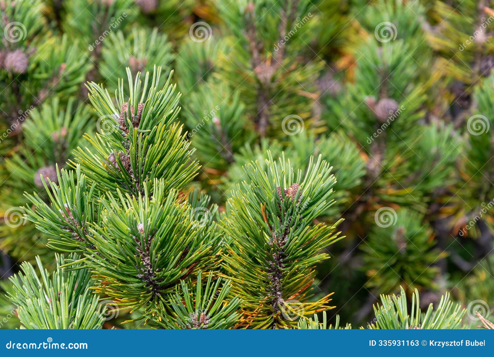 Green twigs of dwarf pine stock image. Image of tree - 335931163