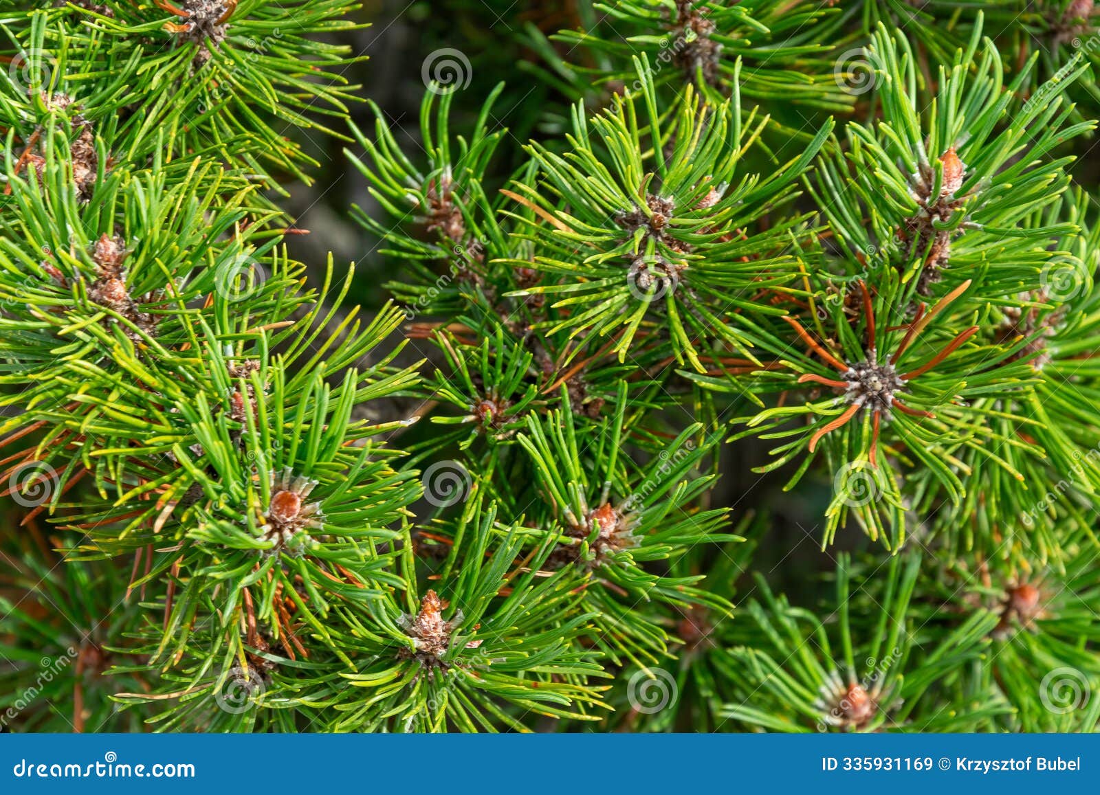 Green twigs of dwarf pine stock image. Image of environment - 335931169