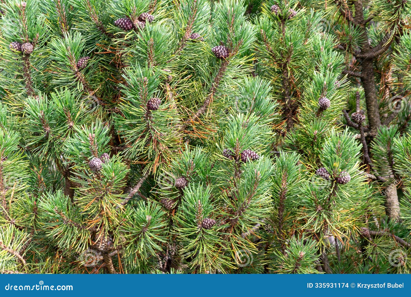 Green twigs of dwarf pine stock photo. Image of decorative - 335931174