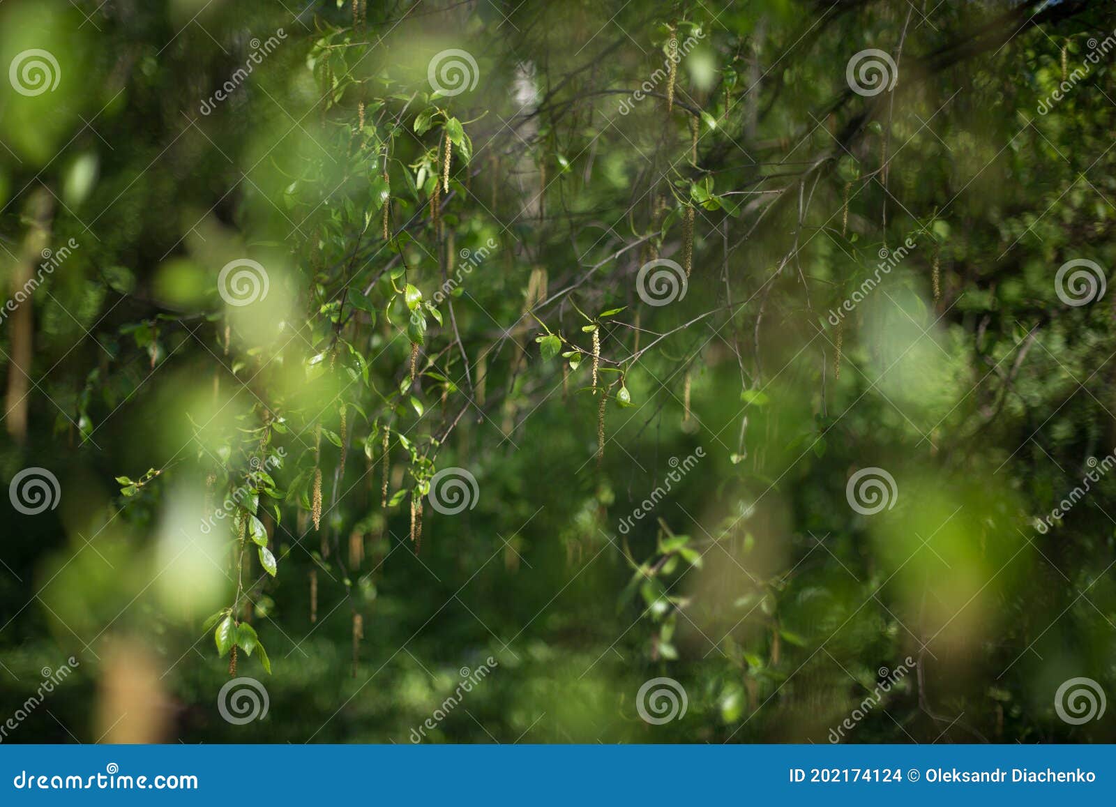 Green Twigs with Leaves of Trees in the Forest Stock Photo - Image of ...