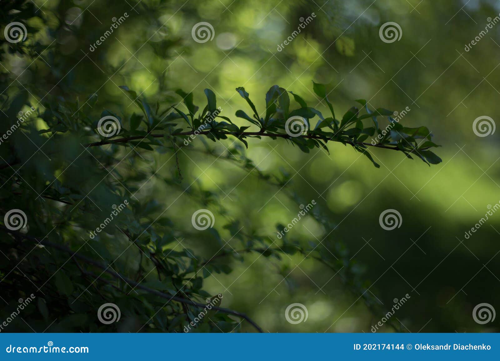 Green Twigs with Leaves of Trees in the Forest Stock Photo - Image of ...