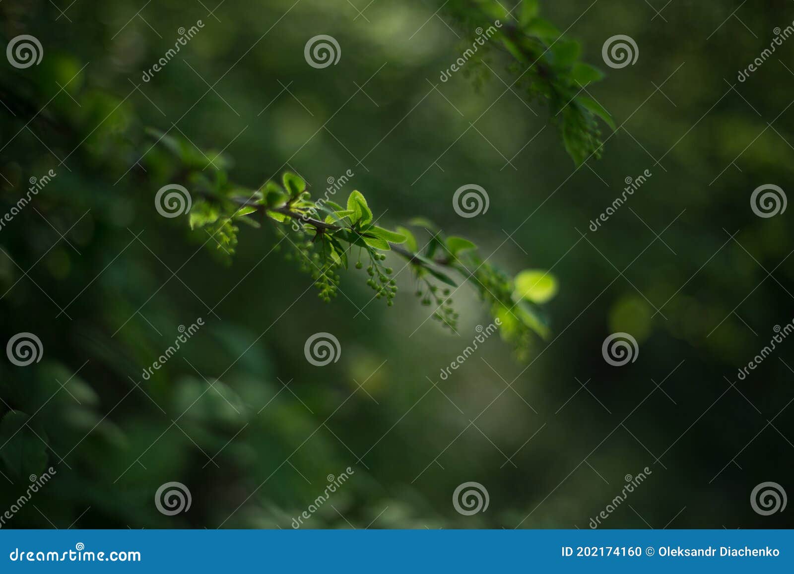 Green Twigs with Leaves of Trees in the Forest Stock Photo - Image of ...