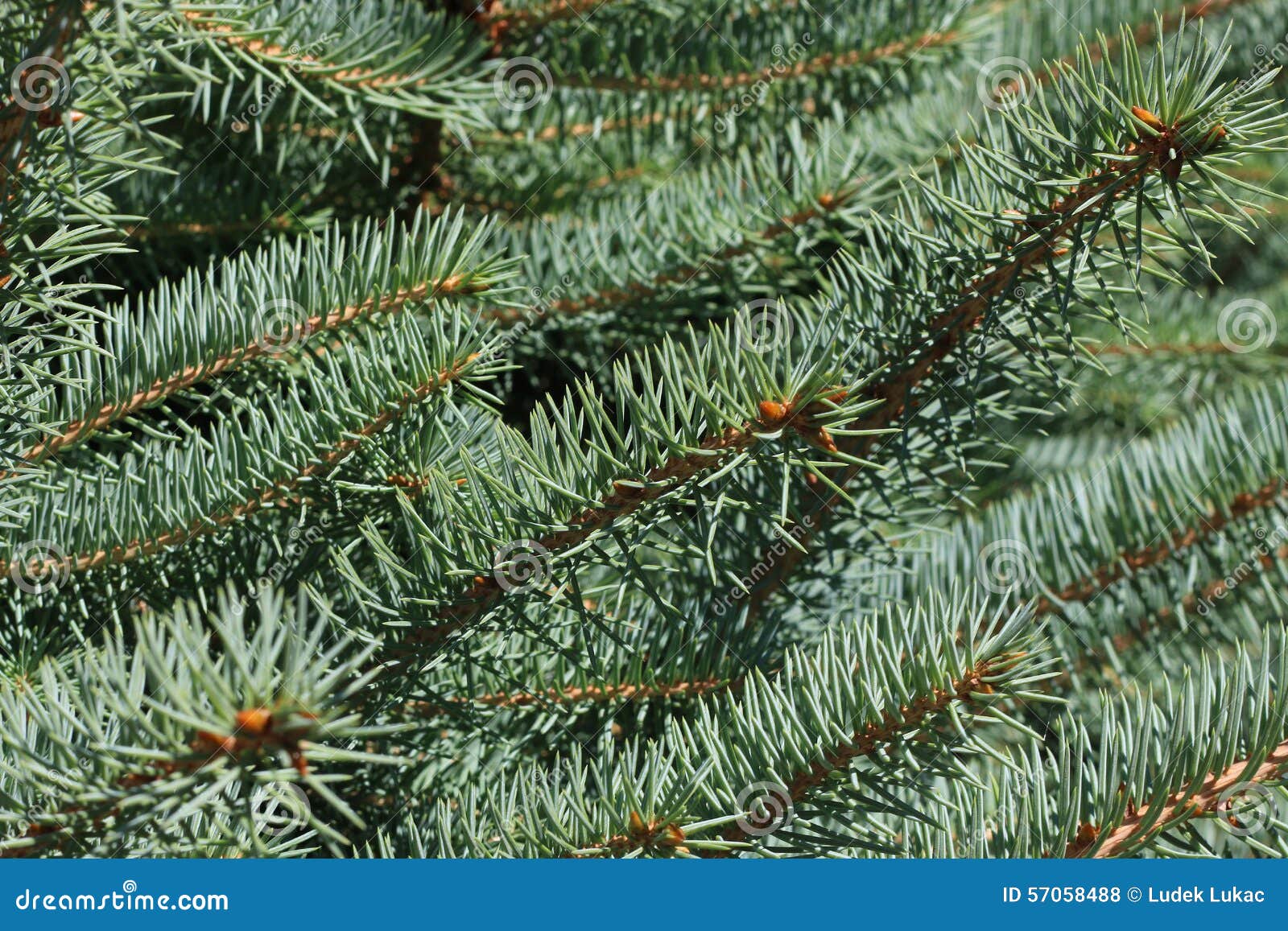 Twigs Of Conifers Up Close Showing The Annual Growth Of Different Color ...