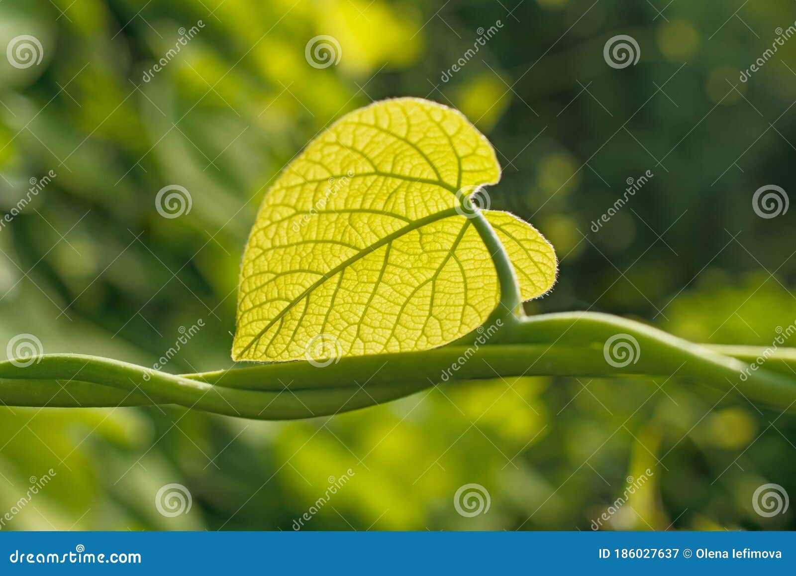 Green Twisted Stems and Large Leaf Stock Image - Image of leaf ...