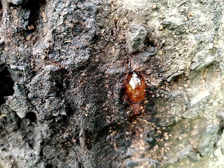Red Solid Tree Sap on Trunk Stock Photo - Image of flower, animal ...