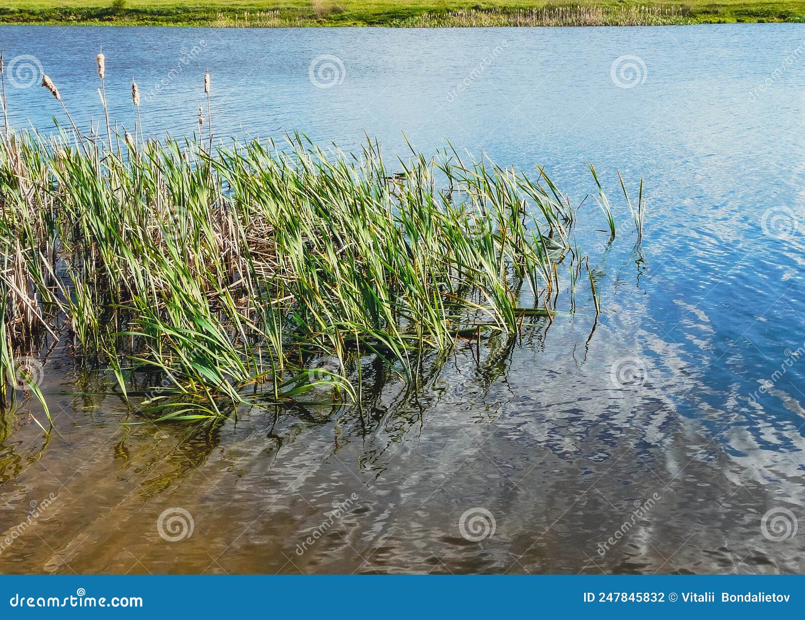 A Green Typha (reed) in the Water Stock Photo - Image of blue, typha ...