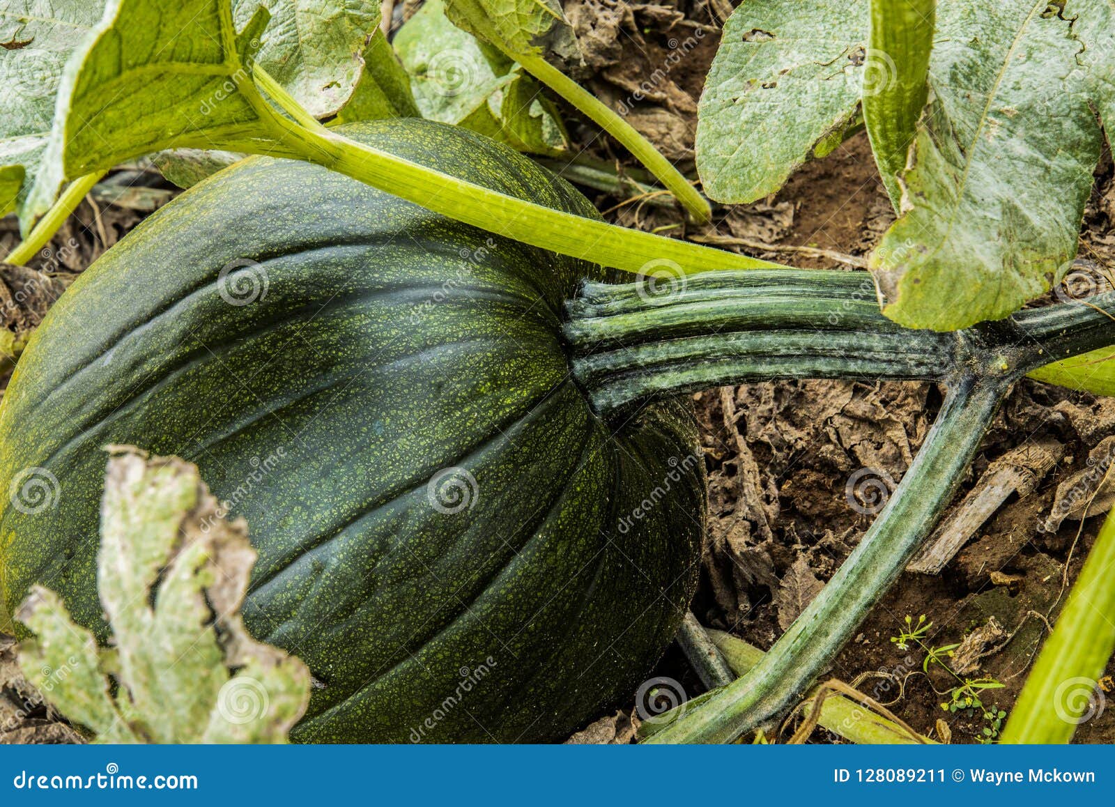 Green,un-ripe pumpkin stock image. Image of market, celebration - 128089211