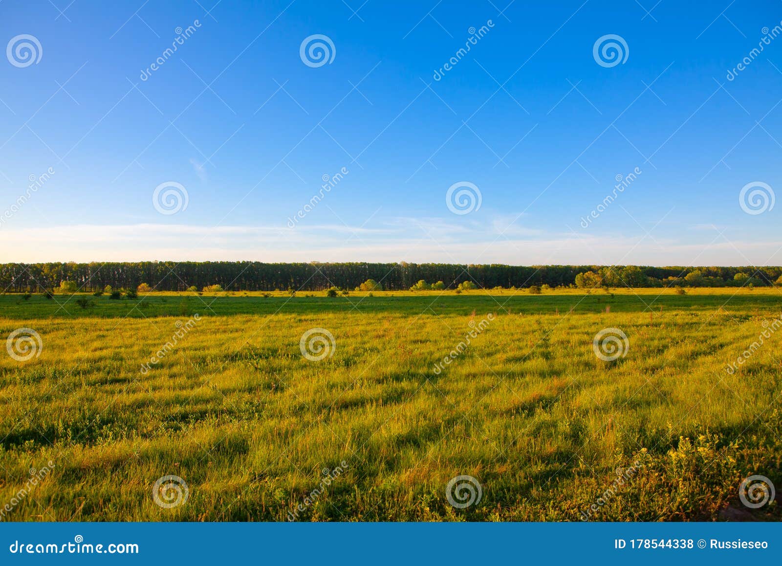 Green uncultivated field stock photo. Image of natural - 178544338