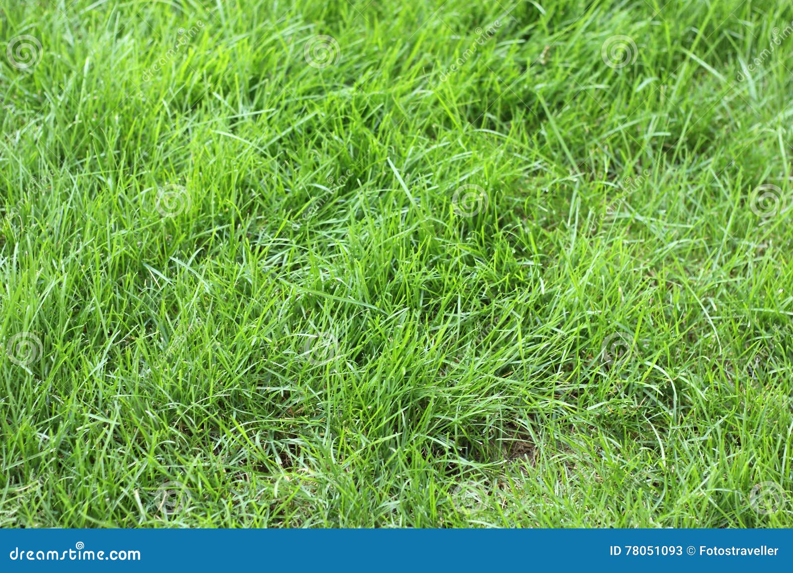 Green uncut grass stock image. Image of green, uncut - 78051093