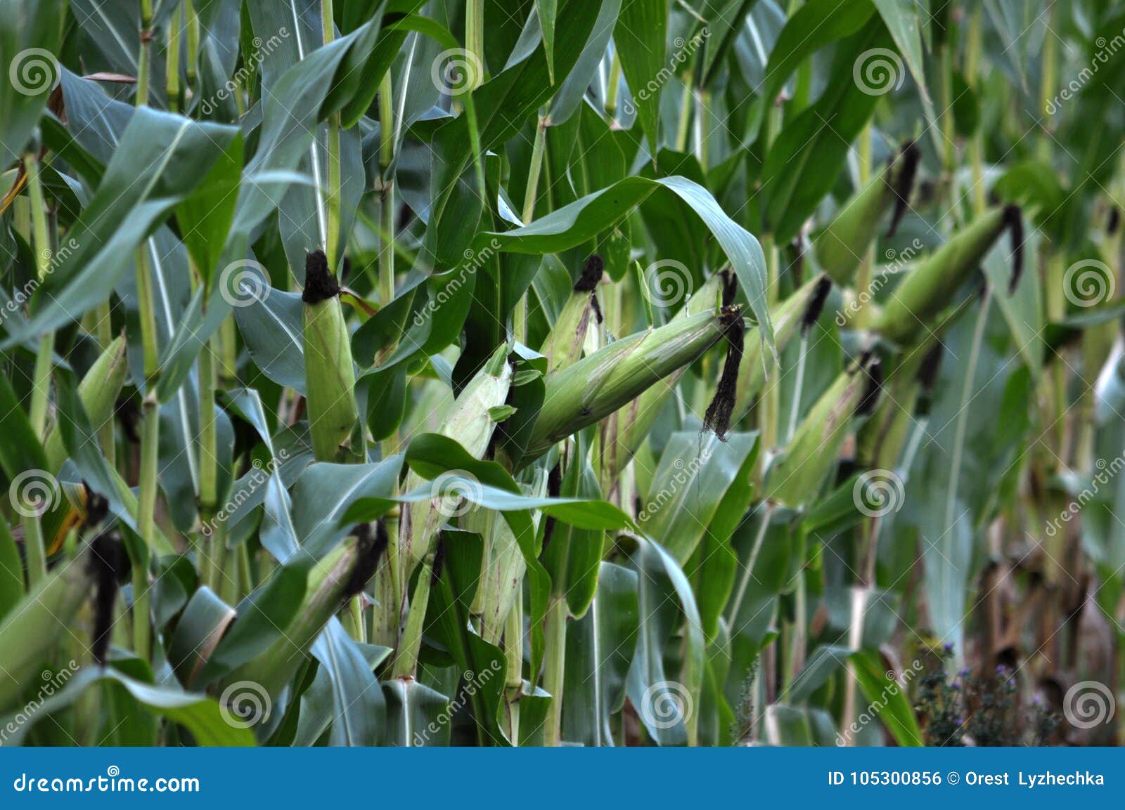 Green undiluted cornflakes stock photo. Image of hybrids - 105300856