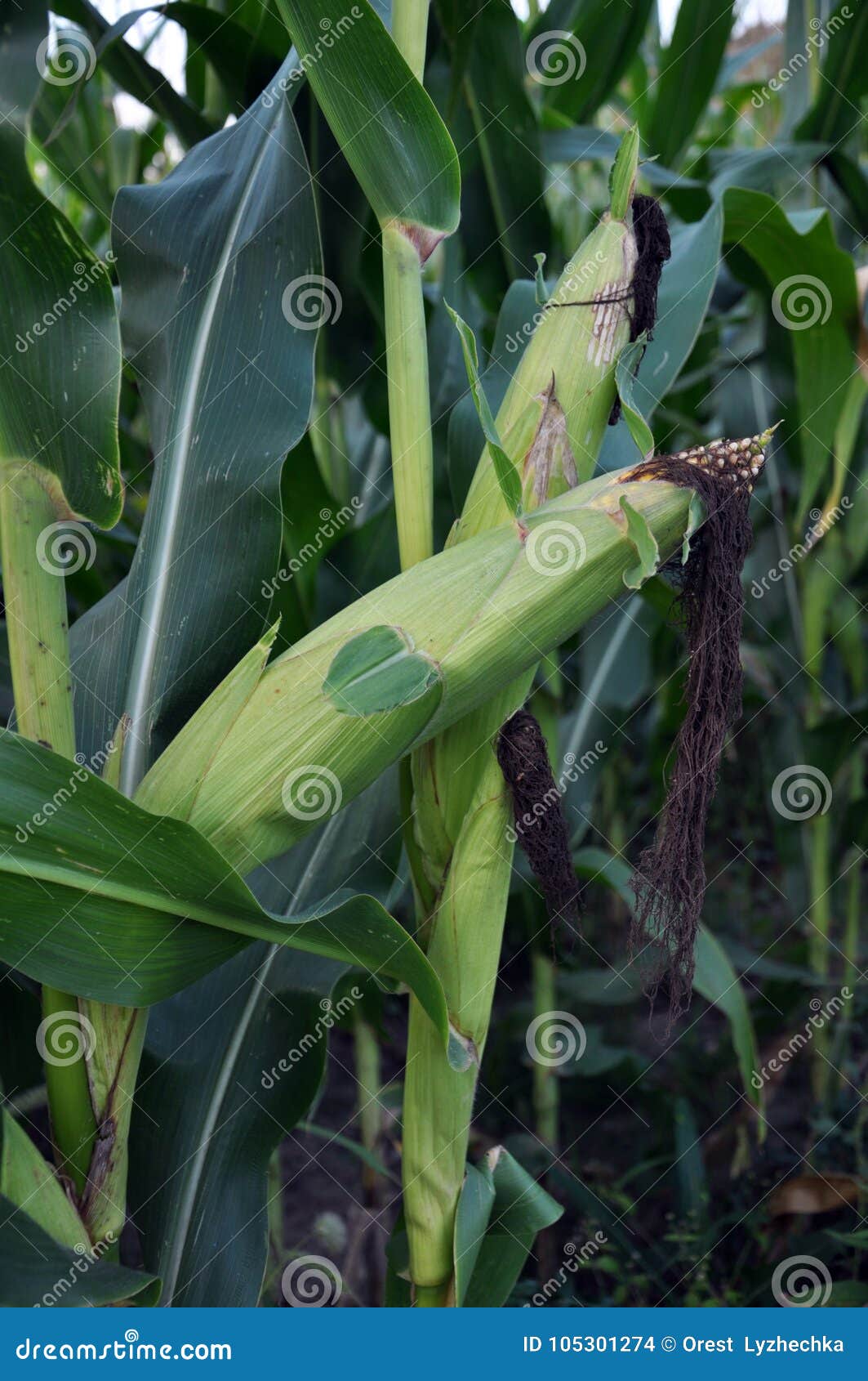 Green undiluted cornflakes stock photo. Image of agronomy - 105301274