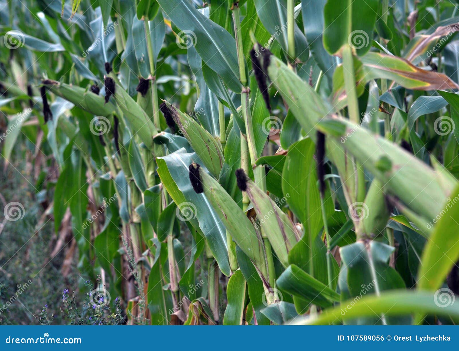 Green undiluted cornflakes stock photo. Image of crop - 107589056