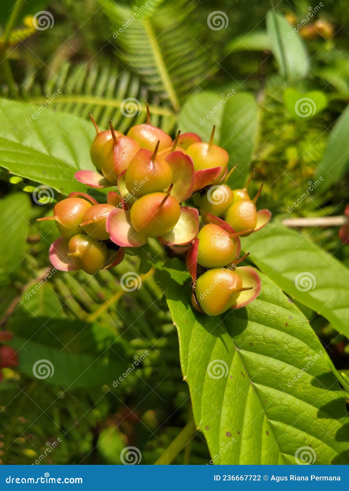 Green unic flower stock photo. Image of blossom, evergreen - 236667722