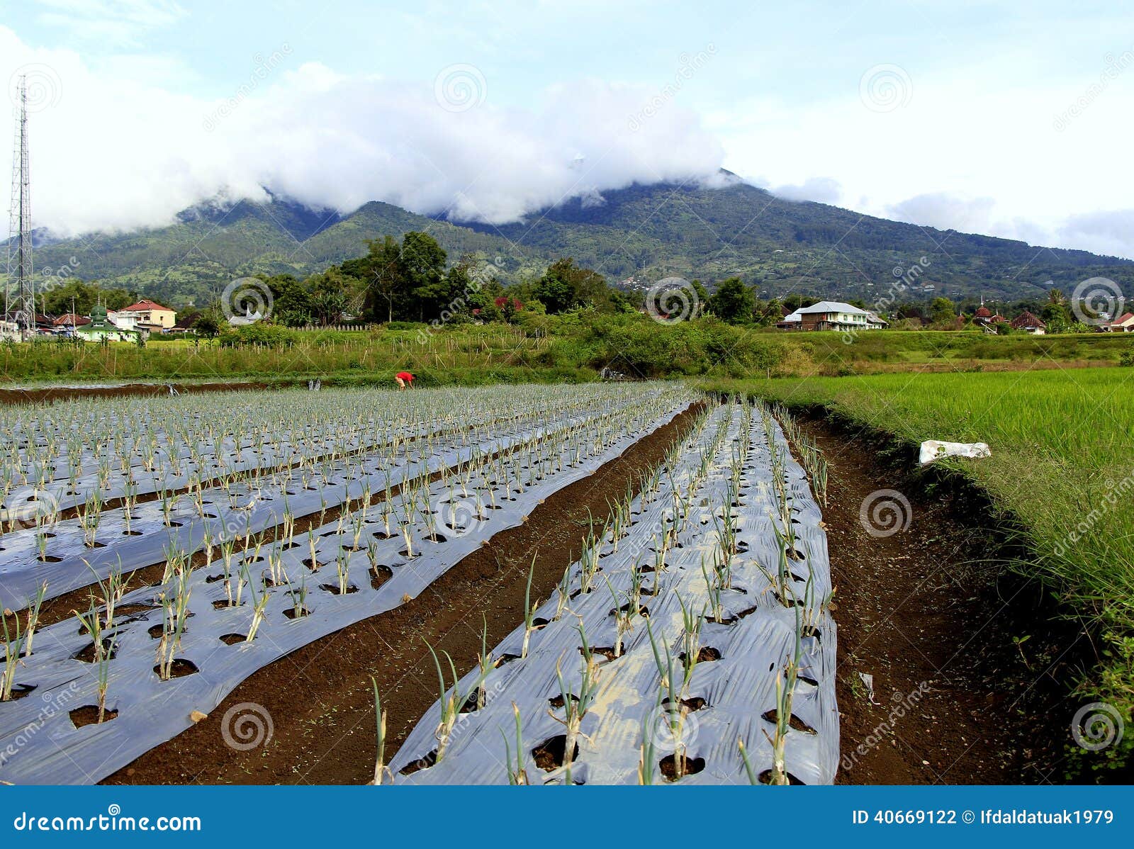 Green union farm stock photo. Image of beautiful, scalliom - 40669122