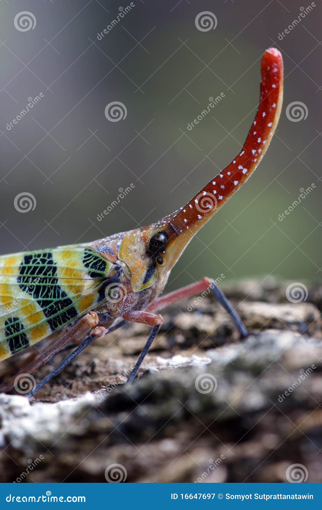 Green unique butterfly stock image. Image of green, colorful - 16647697