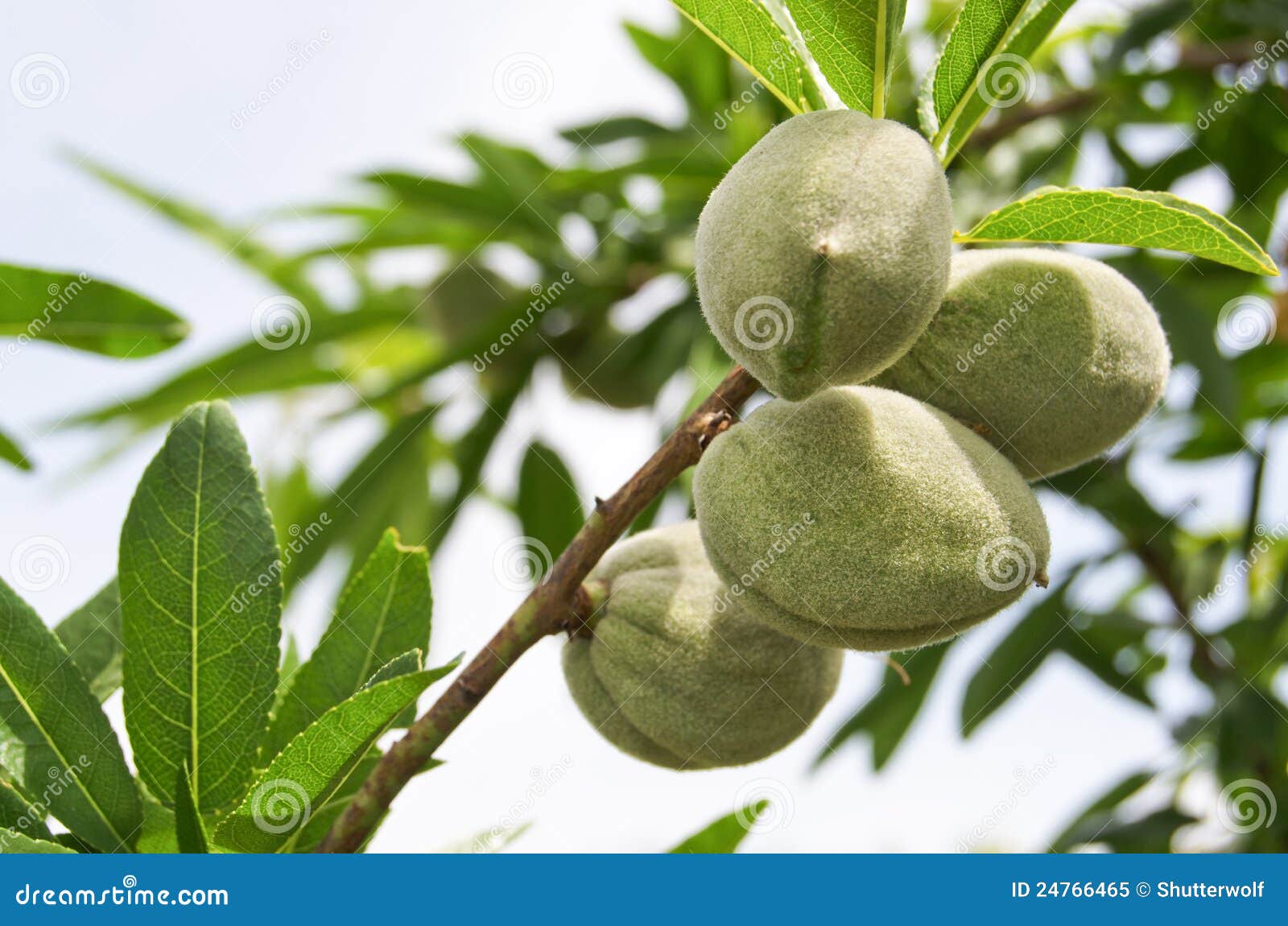 Green unripe almonds stock image. Image of farm, nature - 24766465