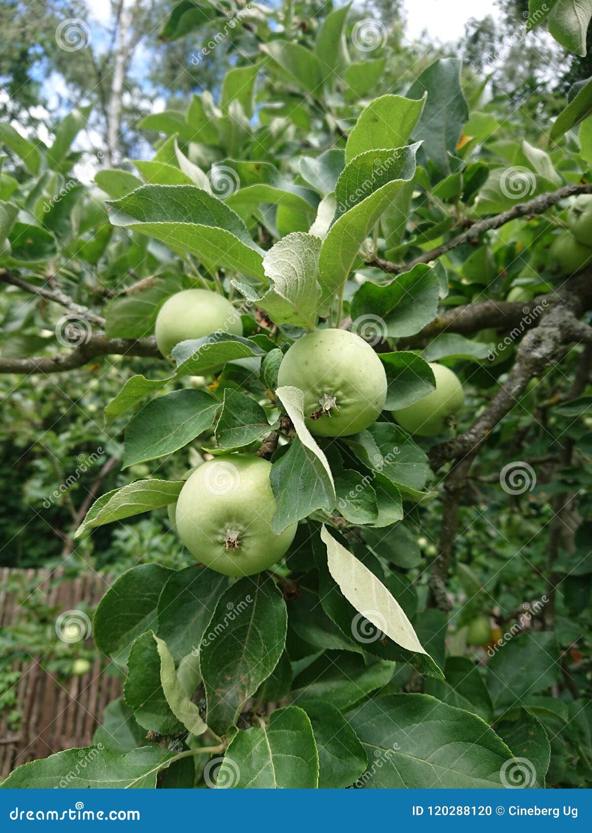 Green unripe apples stock photo. Image of delicious - 120288120