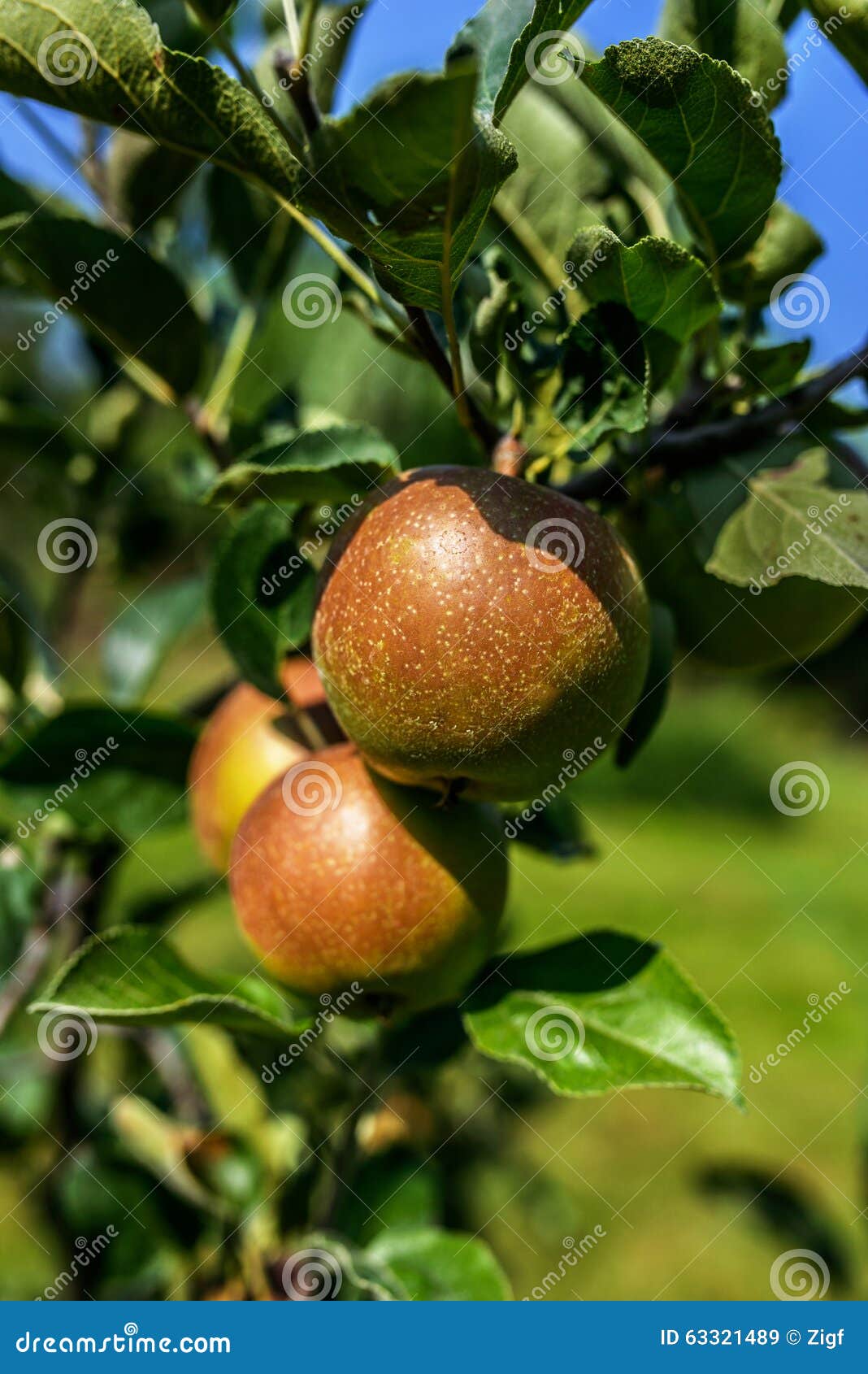 Green unripe apples stock image. Image of juicy, farming - 63321489