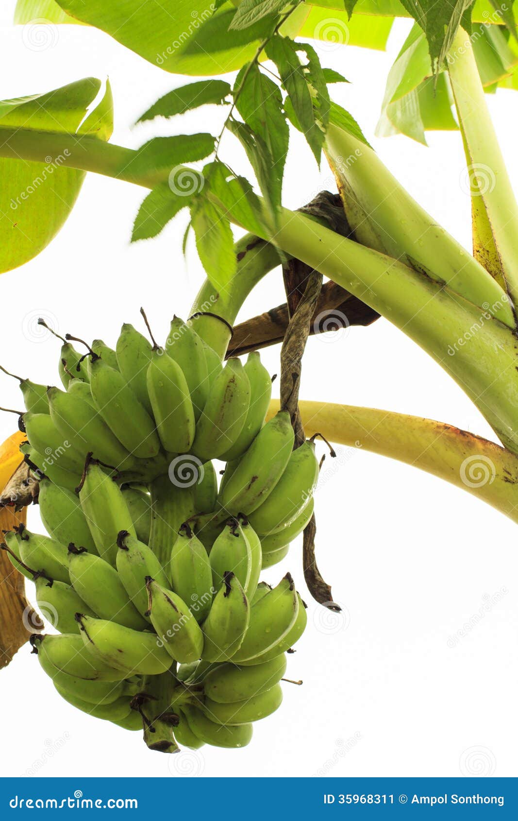 Green Unripe Bananas stock image. Image of bundle, banana - 35968311