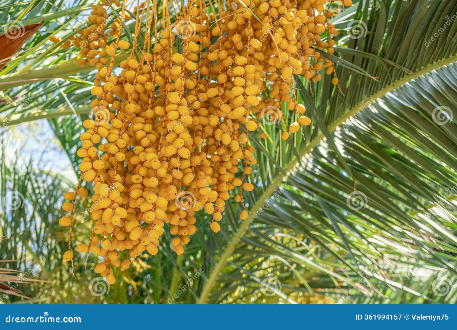 Green Unripe Capsule Pod Of Opium Poppy (Papaver Somniferum) In Field ...