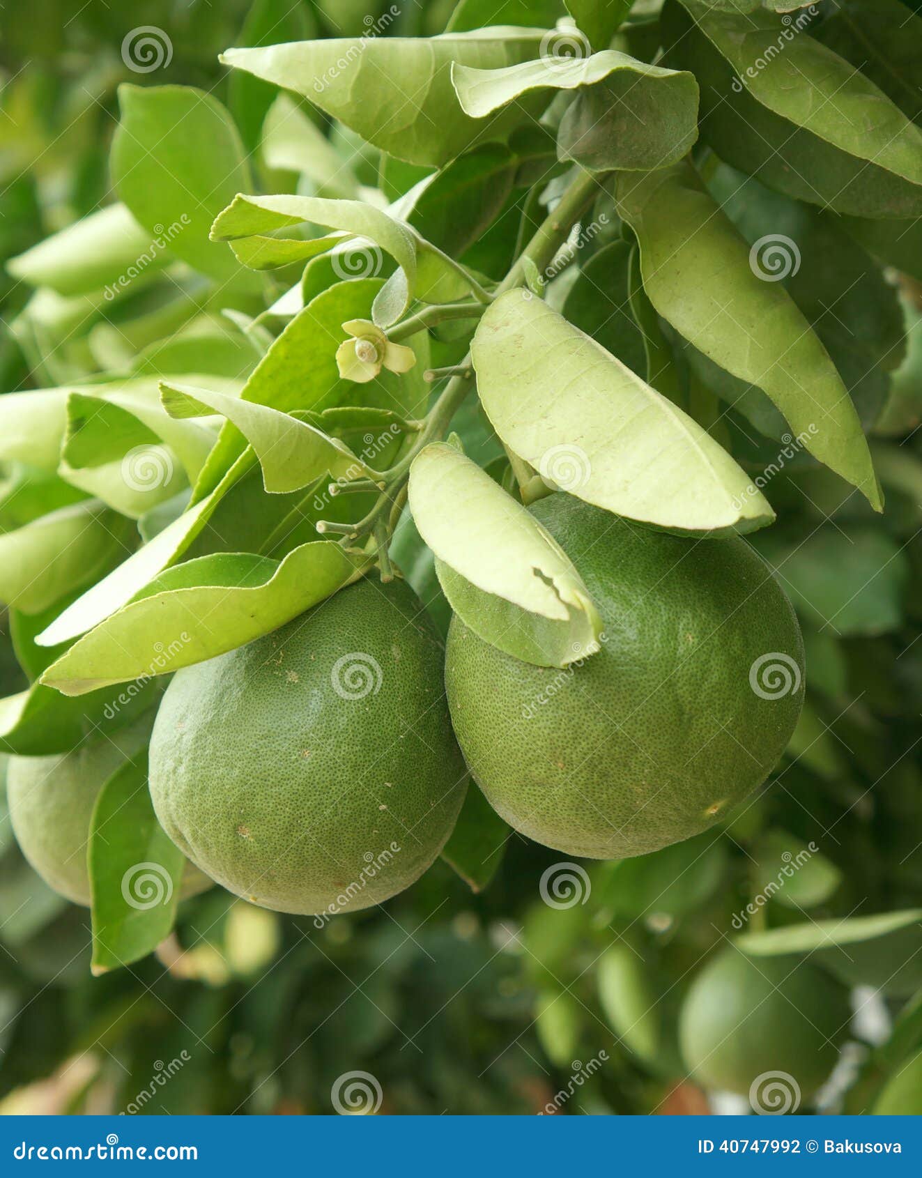 Green unripe grapefruits stock photo. Image of outdoor - 40747992