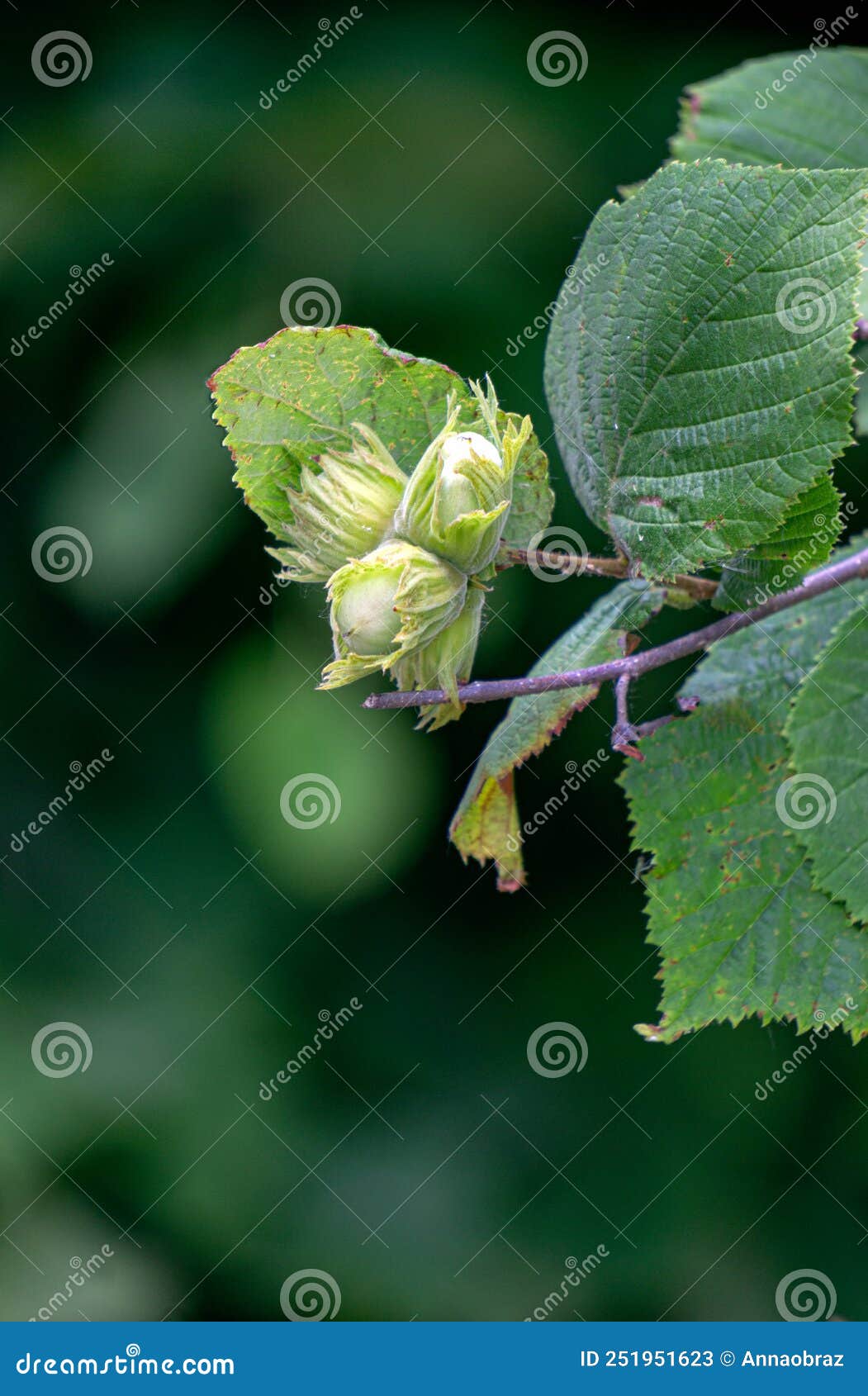 Green Unripe Hazelnuts on a Branch in the Garden. Stock Image - Image ...