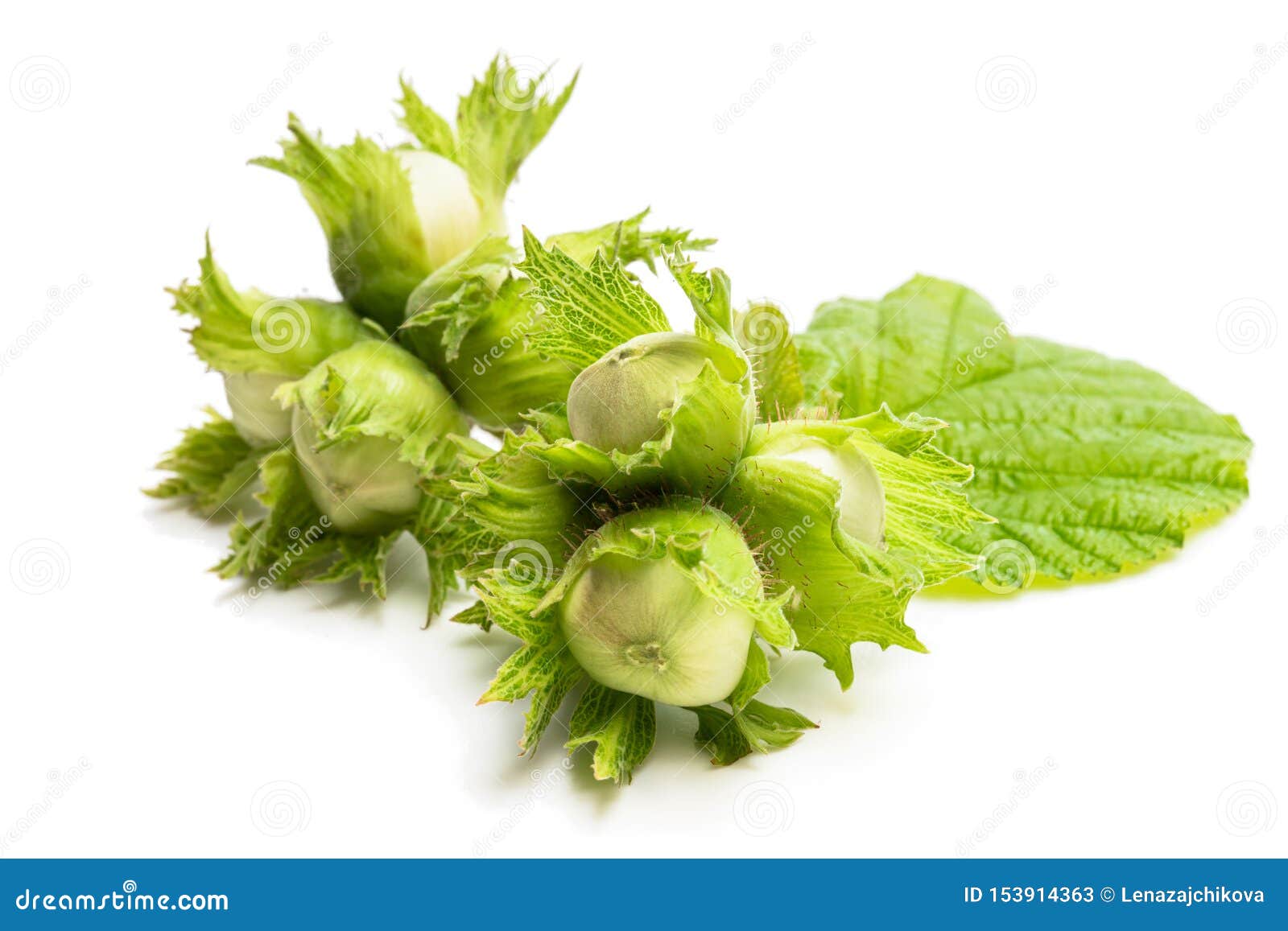 Green Unripe Hazelnuts Isolated on White Background Stock Image - Image ...